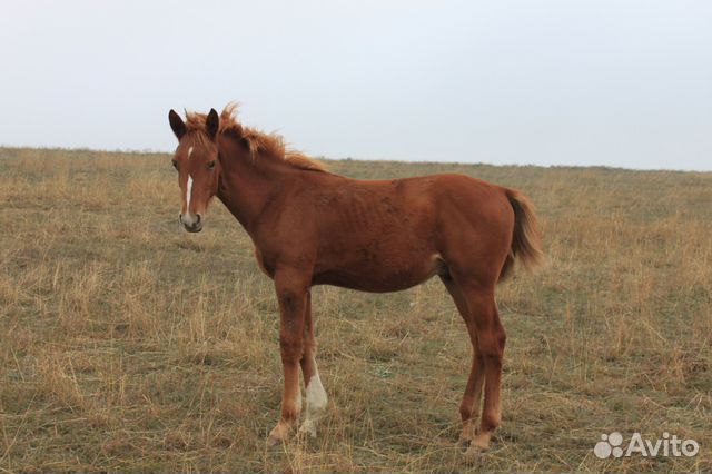 Жеребята и кобыла