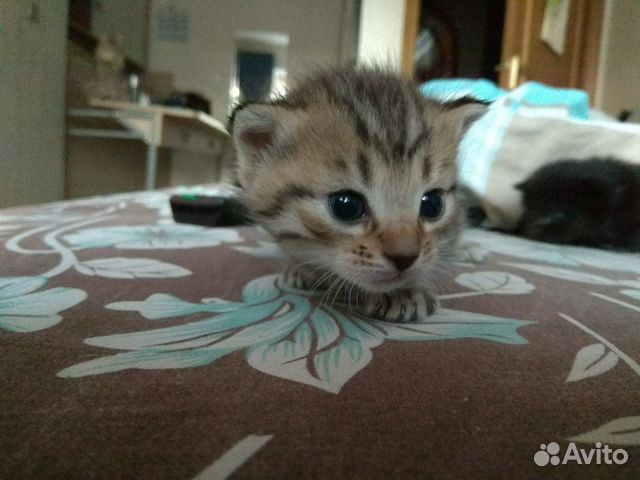 Котята,2 недели