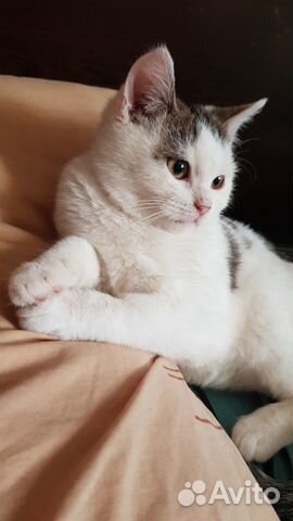 Жорик обжорик