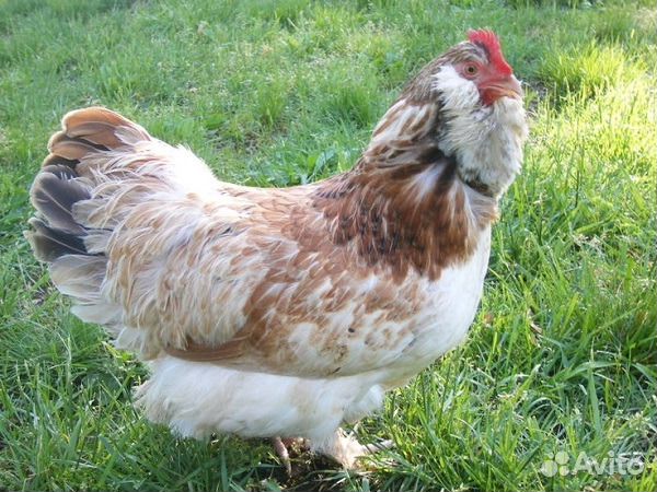 Породные куры