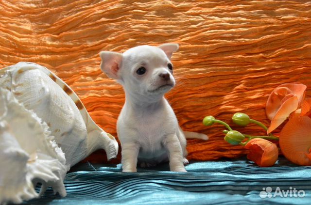 Жемчужинка