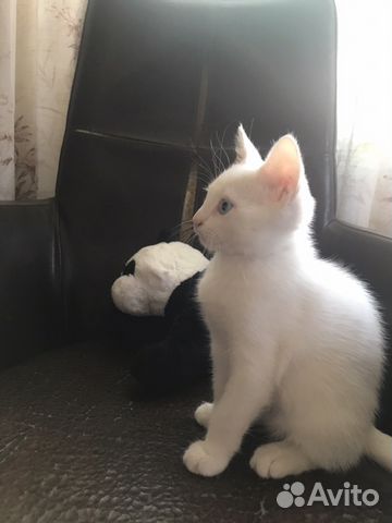 Милый котик