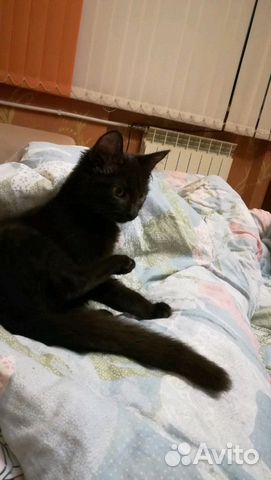 Кошечка Кнопочка