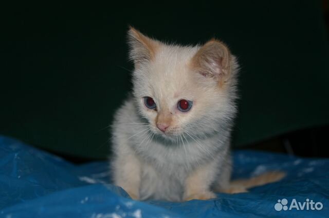 Котята девочки
