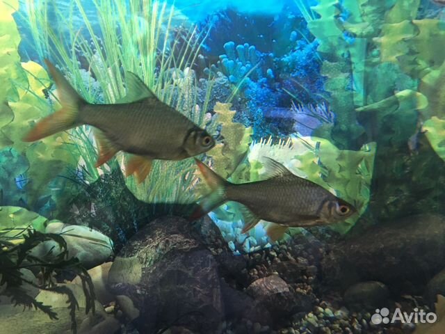 Барбус лещевидный