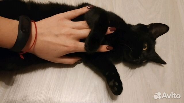 Милейшая пантерка