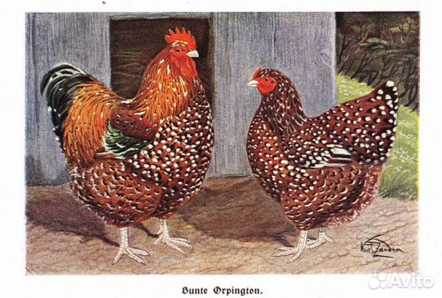 Петушки 8мес. орпингтон Ситцевый- Парцеляновый