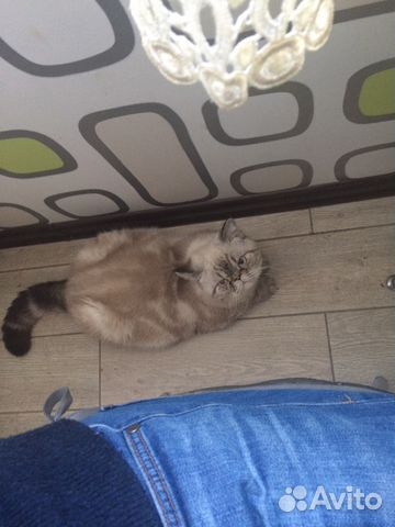 Восьмимесячный котенок