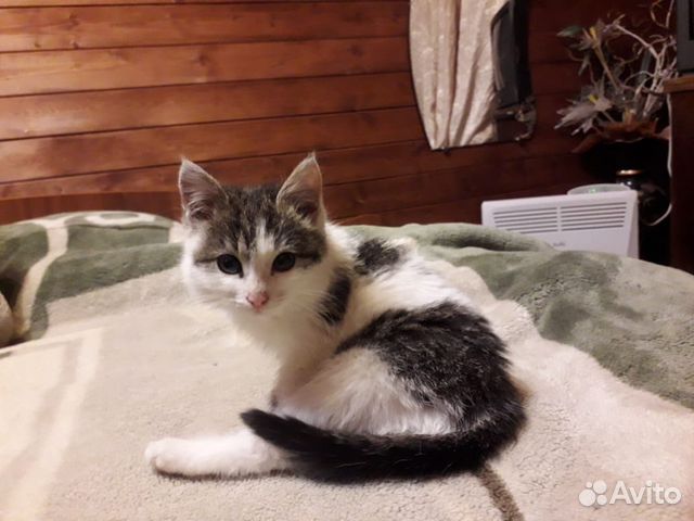 Котенок девочка 2 мес в добрые руки