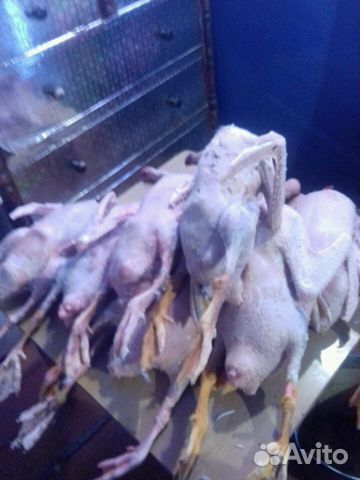 Гуси, утки цесарки