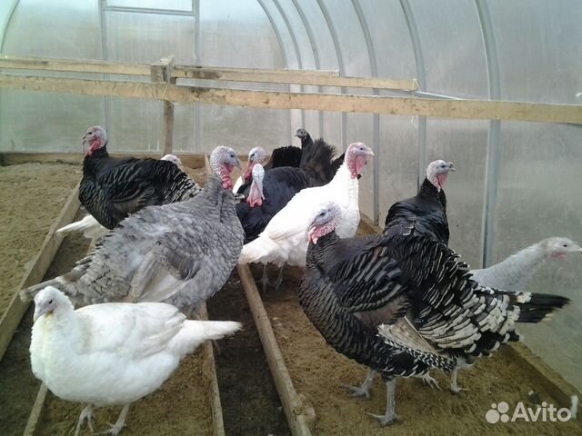 Индейки и индюки