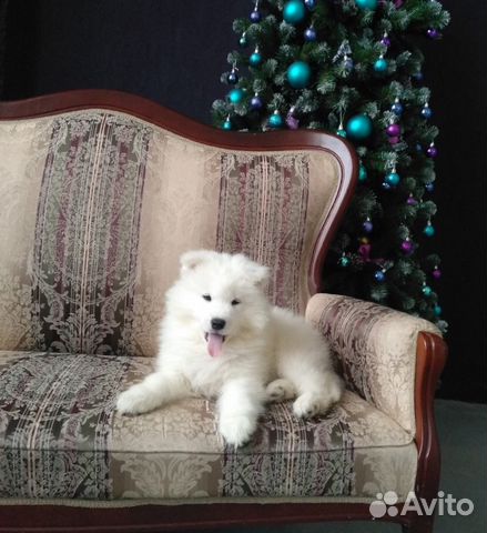 Щенки самоедской собаки шоу класса