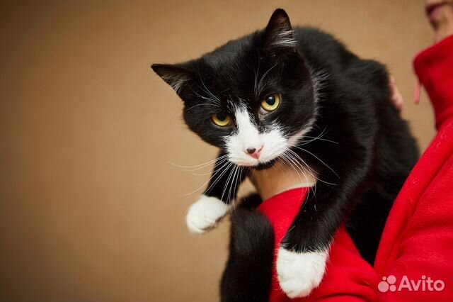 «Пластилиновый» котенок - 4 мес