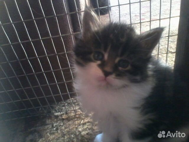 Продаются котята мейн кун,рождённые 20.10.18