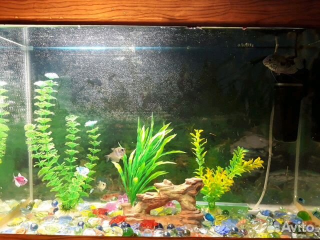 Аквариум со всем содержимым 70л+ столик