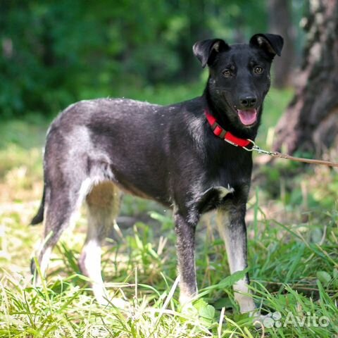 Бонита - уголек, который согреет Вашу душу