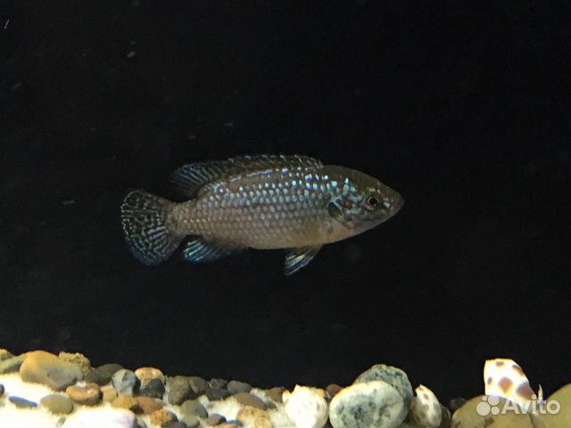 Обменяю или продам Хромис красавец пара
