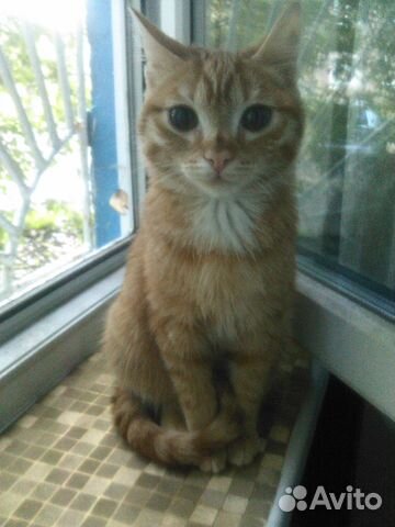 Котенок ищет семью