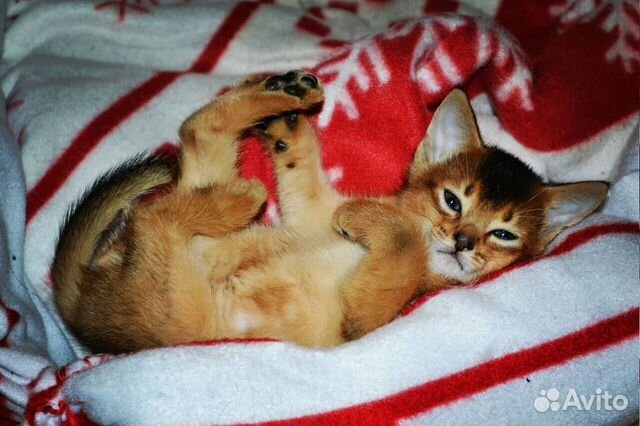 Котенок абиссинский