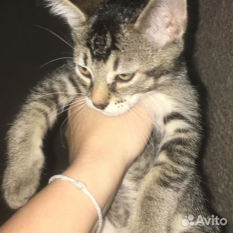 Метис абиссина