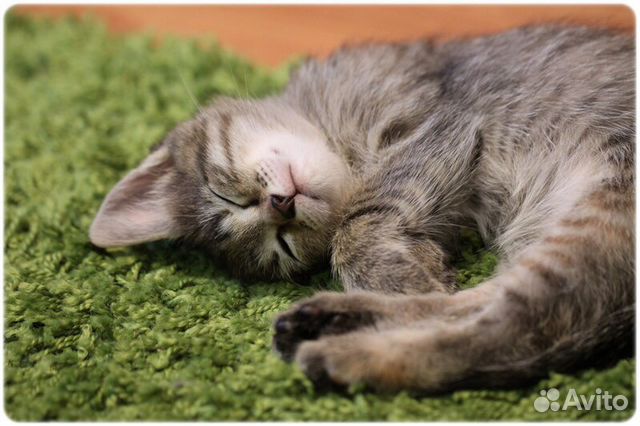 Котаны для любви