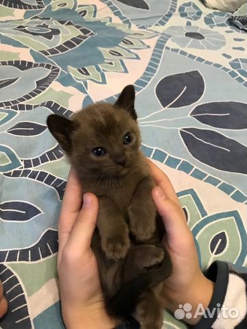Бурманские котята