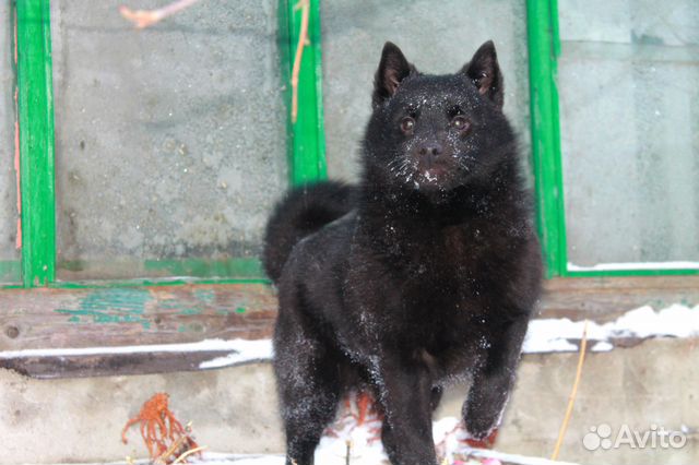 Щенок шипперке маленькая овчарка