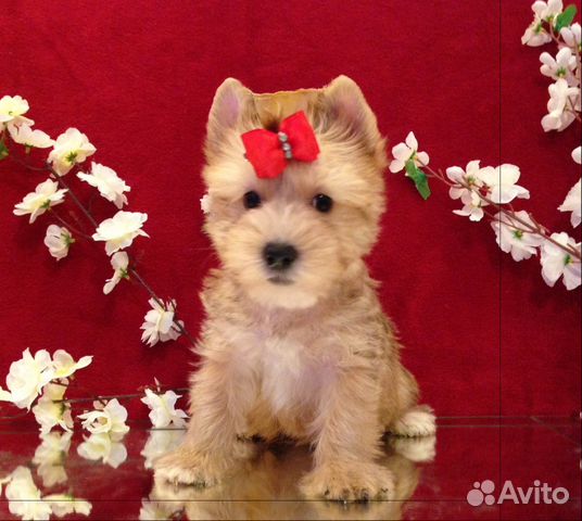 Мини, микро и мелкий стандарт