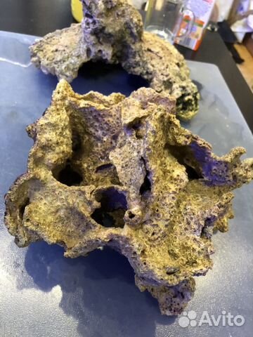 Живые камни, кораллы, рыба