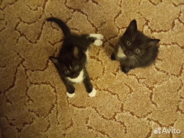 Очаровательные мальчишки в добрые руки