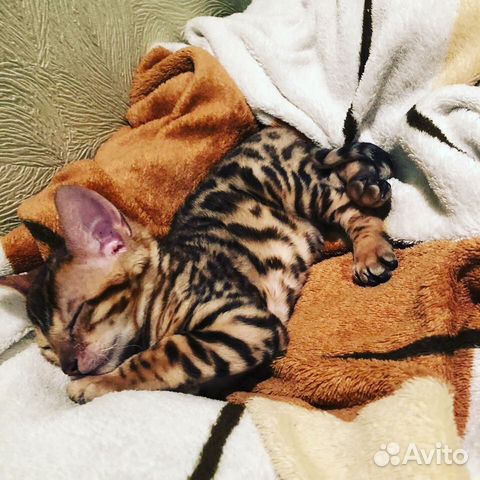 Котёнок 4 месяца