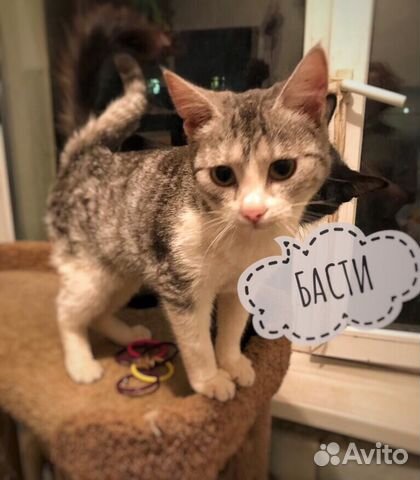 Котёнок Басти в добрые руки