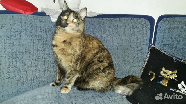 Душевная кошка 1,5 года