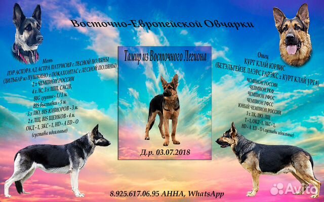 Предлагаем к продаже 1 кобеля вео