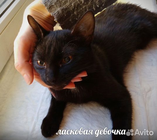 Красотка котенок Наоми, девочка, 6мес+, стерилиз