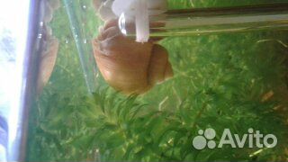 Улитки ампулярии