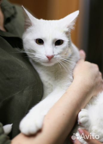 Снежный-нежный кот клаус