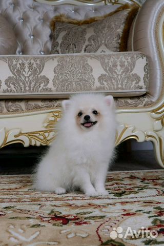 Девочка,померанский шпиц