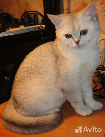 Британочка Уитни -кошечка сказка