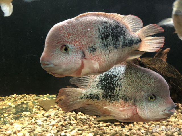 Вьеха Хартвега