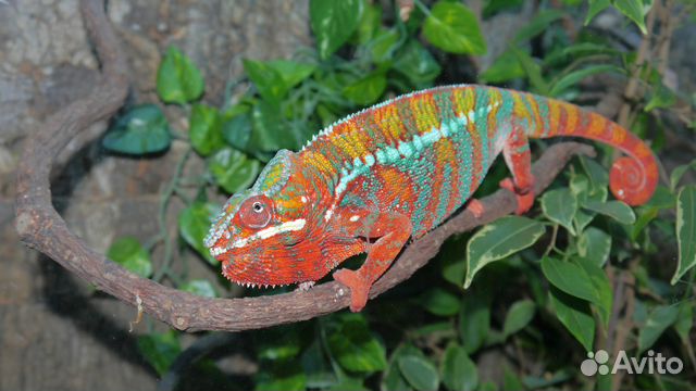 Пантеровые хамелеоны от заводчика