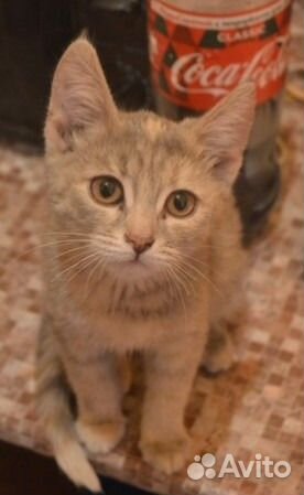 Котенок Мальта в добрые руки