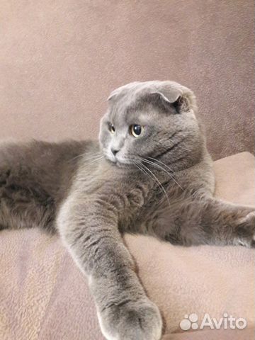 Вязка с вислоухим шотландцем скоттиш-фолд