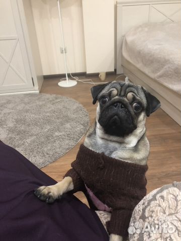 Лучший мопс на вязку