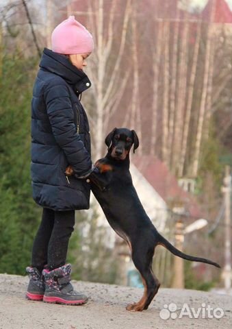 Элитная Натуральная Сука Добермана