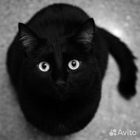Очень сладкий котик в дар добрым людям