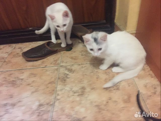 Отдам котят в хорошие руки