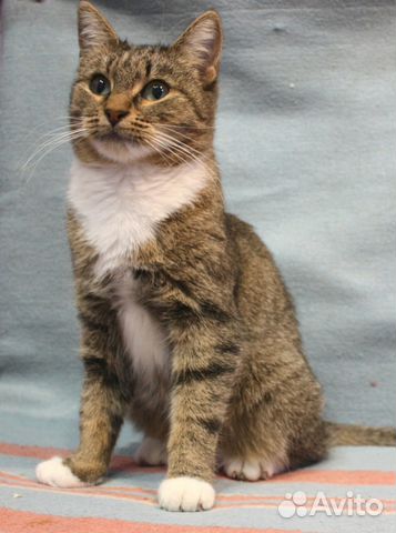 Прекрасная Милли в поисках дома