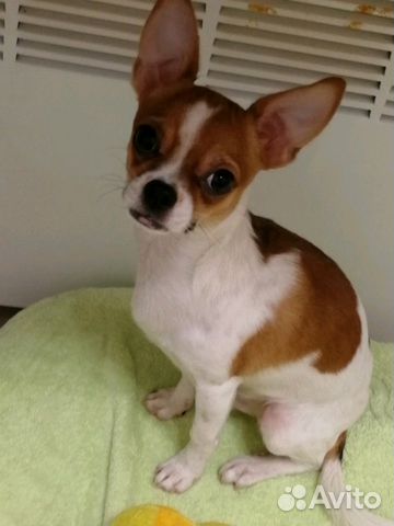 Чихуахуа вязка, очень умный и добрый Малыш Лео