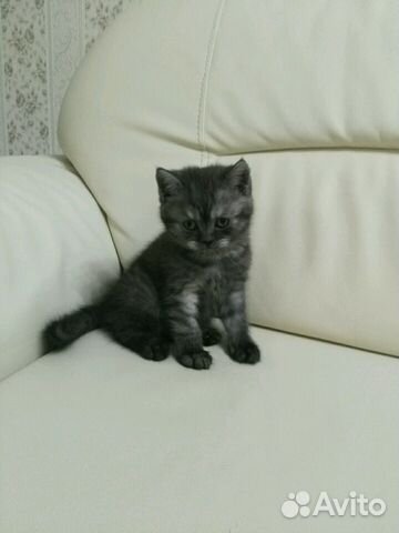 Британский котенок